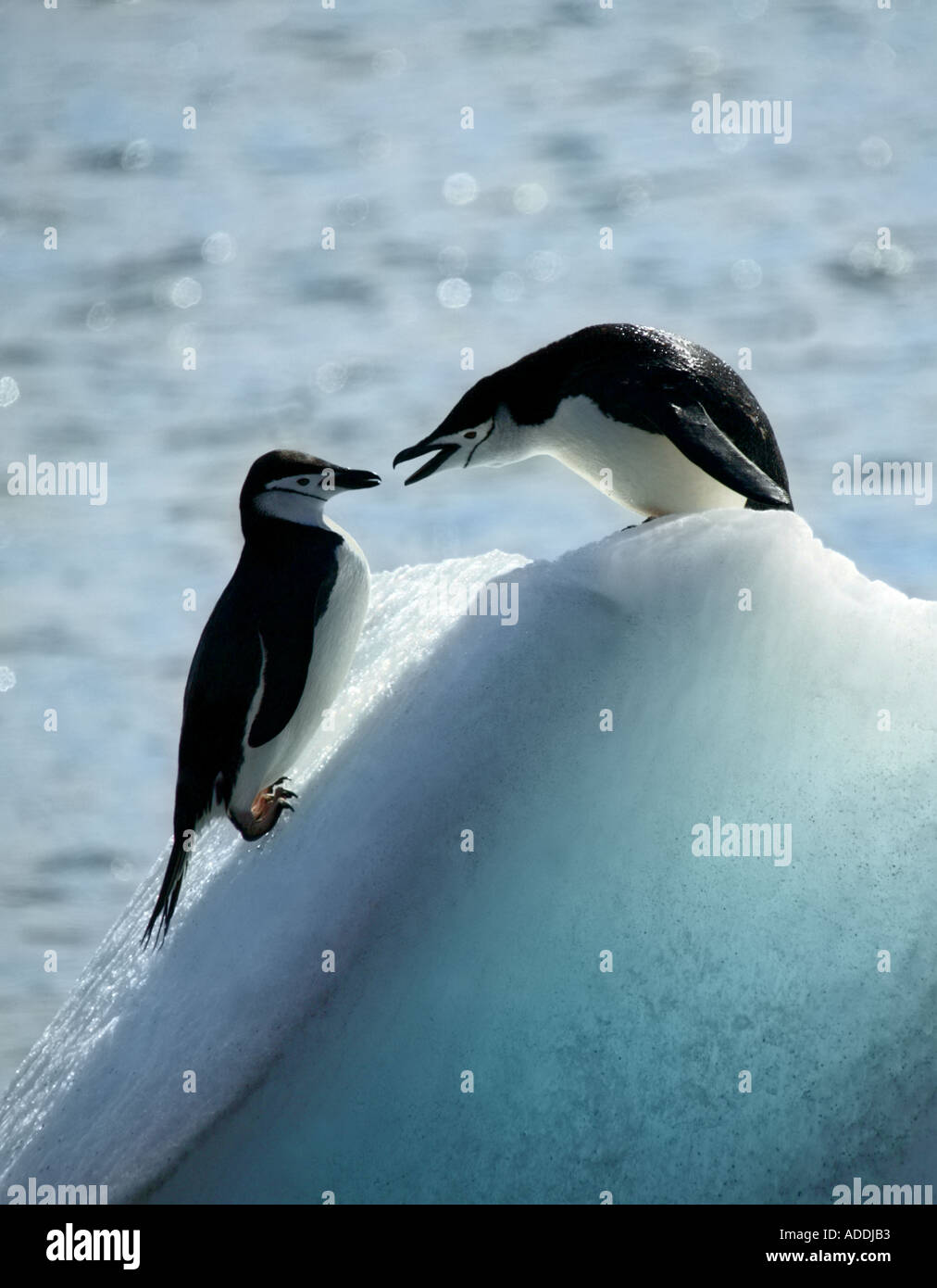 Two chinstrap penguins arguing Bailey Head Deception Island Antarctica ...