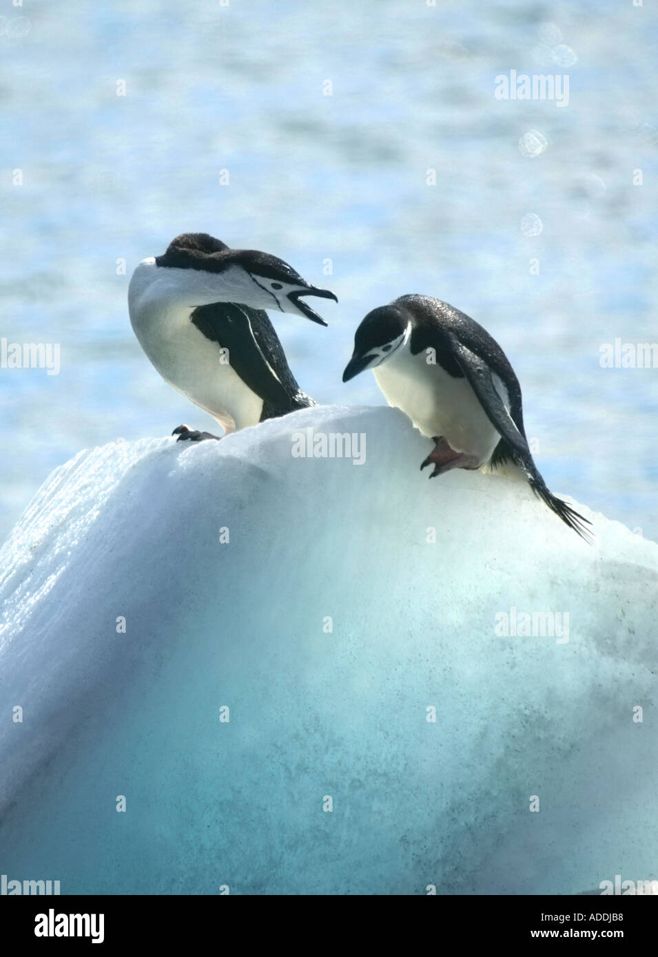 Antarctica penguins at play hi-res stock photography and images - Alamy