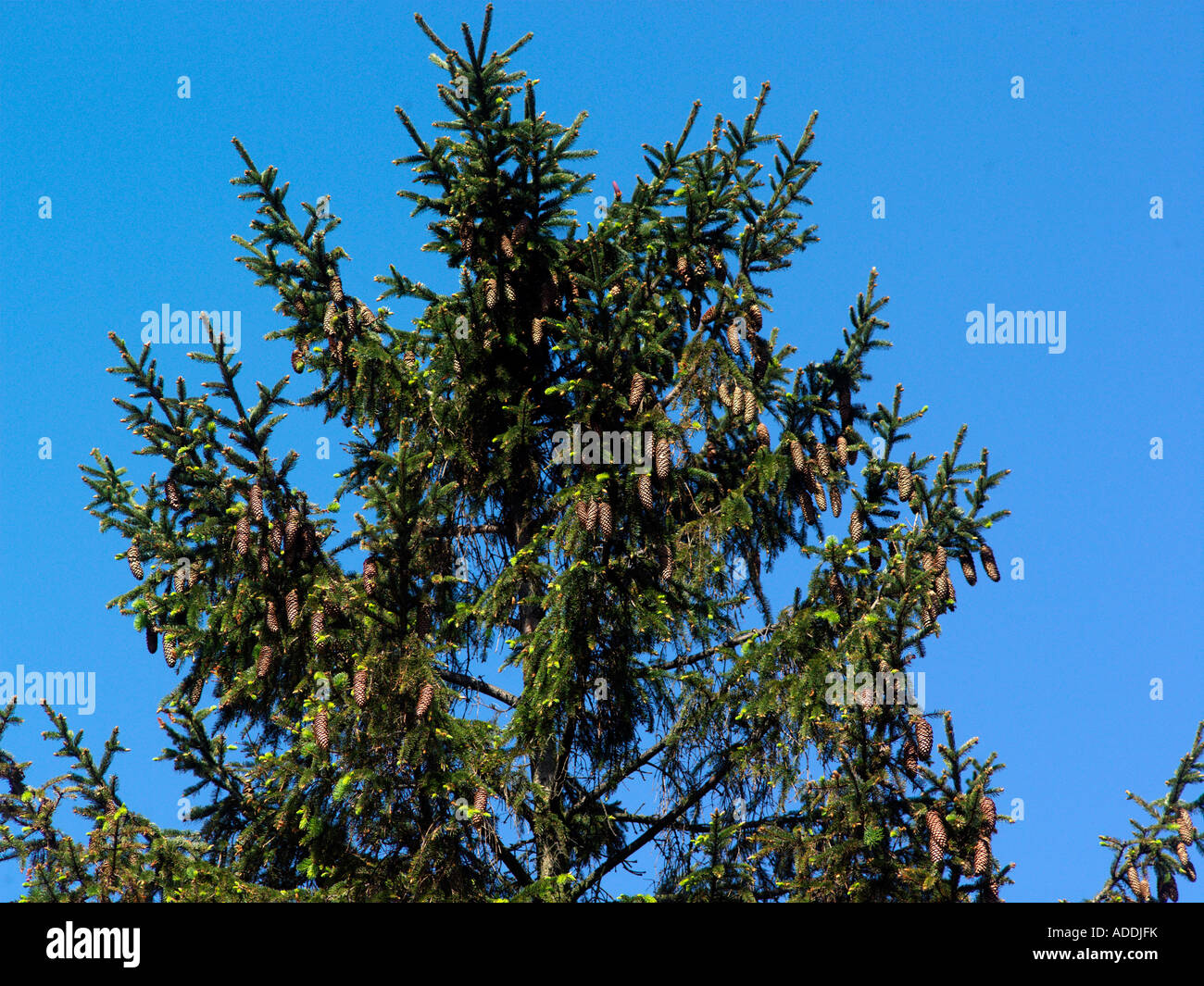 Pine Tree with Pine Cones and Blue Sky Stock Photo - Alamy