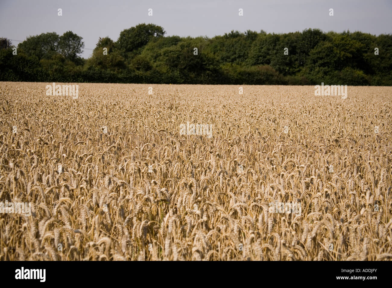 Wheat field, Kent, England. UK Stock Photo - Alamy