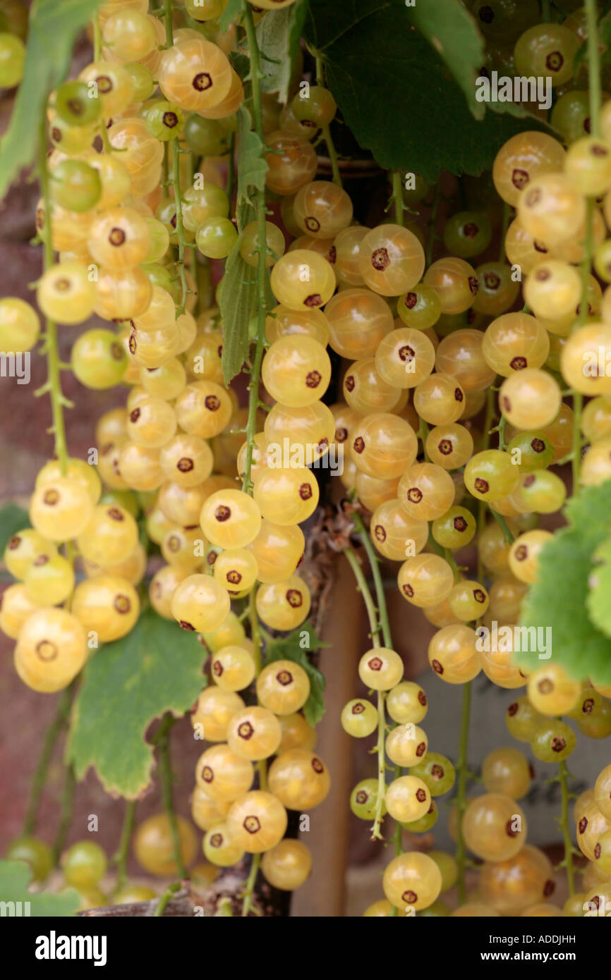 White currant "White Versailles" fruit. Ribes rubrum Versailles Blanche ...