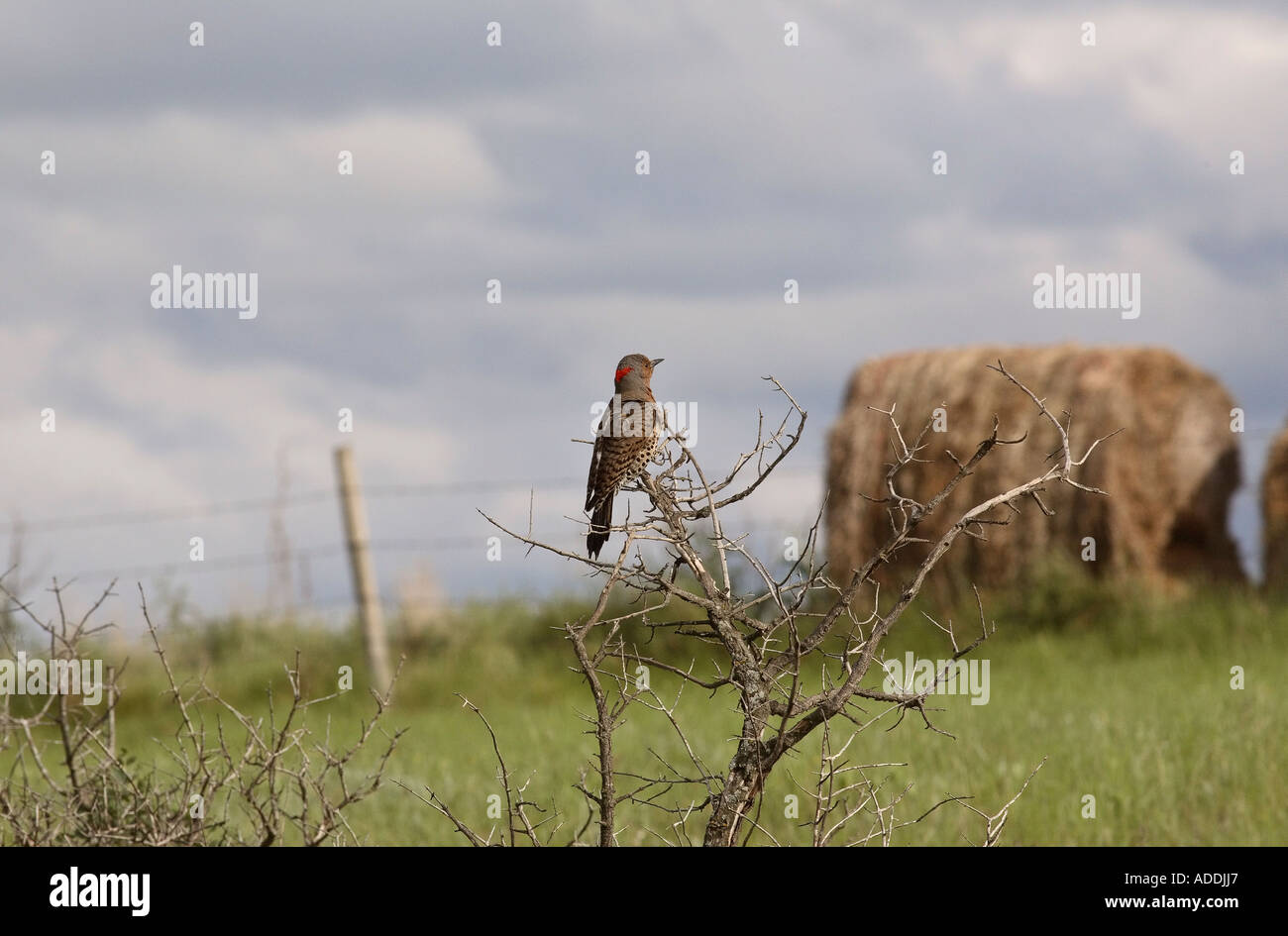 Yellow-shafted Northern Flicker in tree in scenic Saskatchewan Canada ...