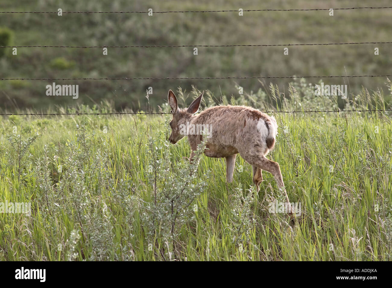 Yearling mule hi-res stock photography and images - Alamy