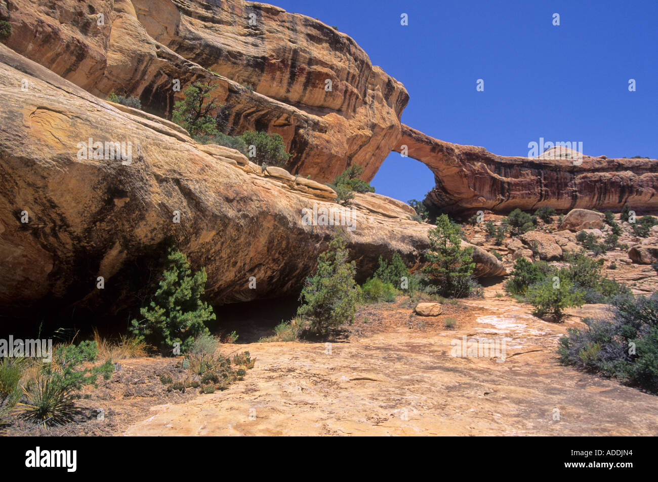 Owachomo Bridge in Natural Bridges National Monument Utah USA Stock ...