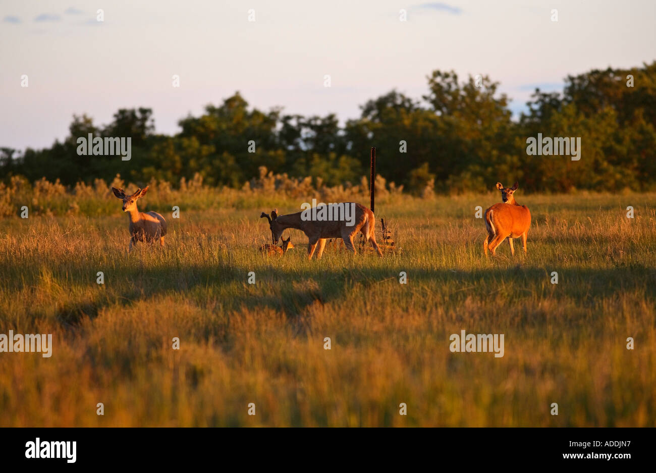 White-tailed Deer with recently born fawn Stock Photo - Alamy