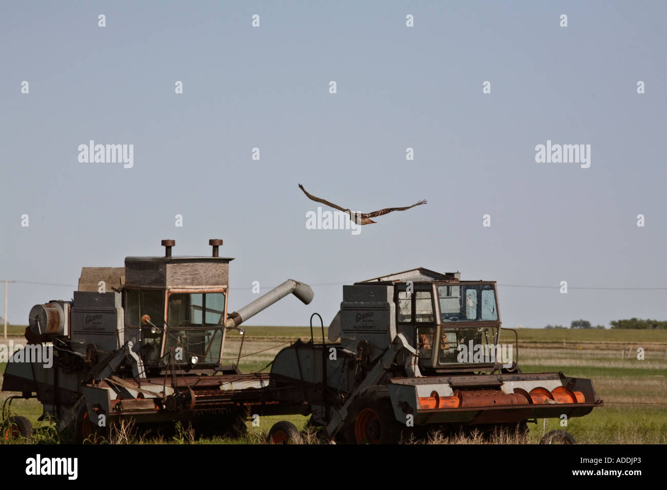 Sharp-tailed Grouse flying over two old combines in scenic Saskatchewan ...