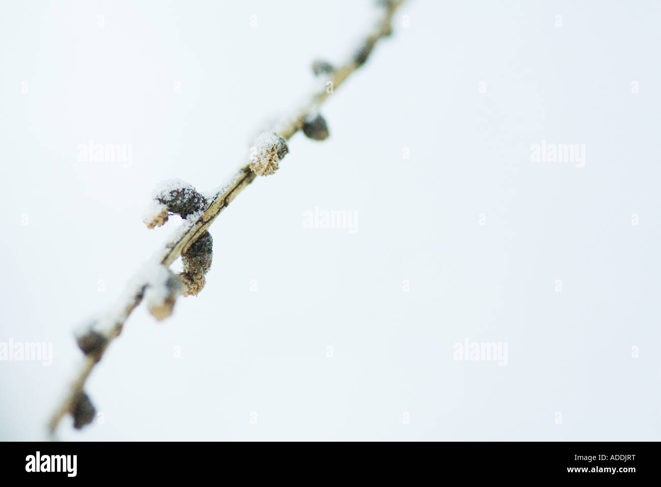 Stem partial view hi-res stock photography and images - Alamy