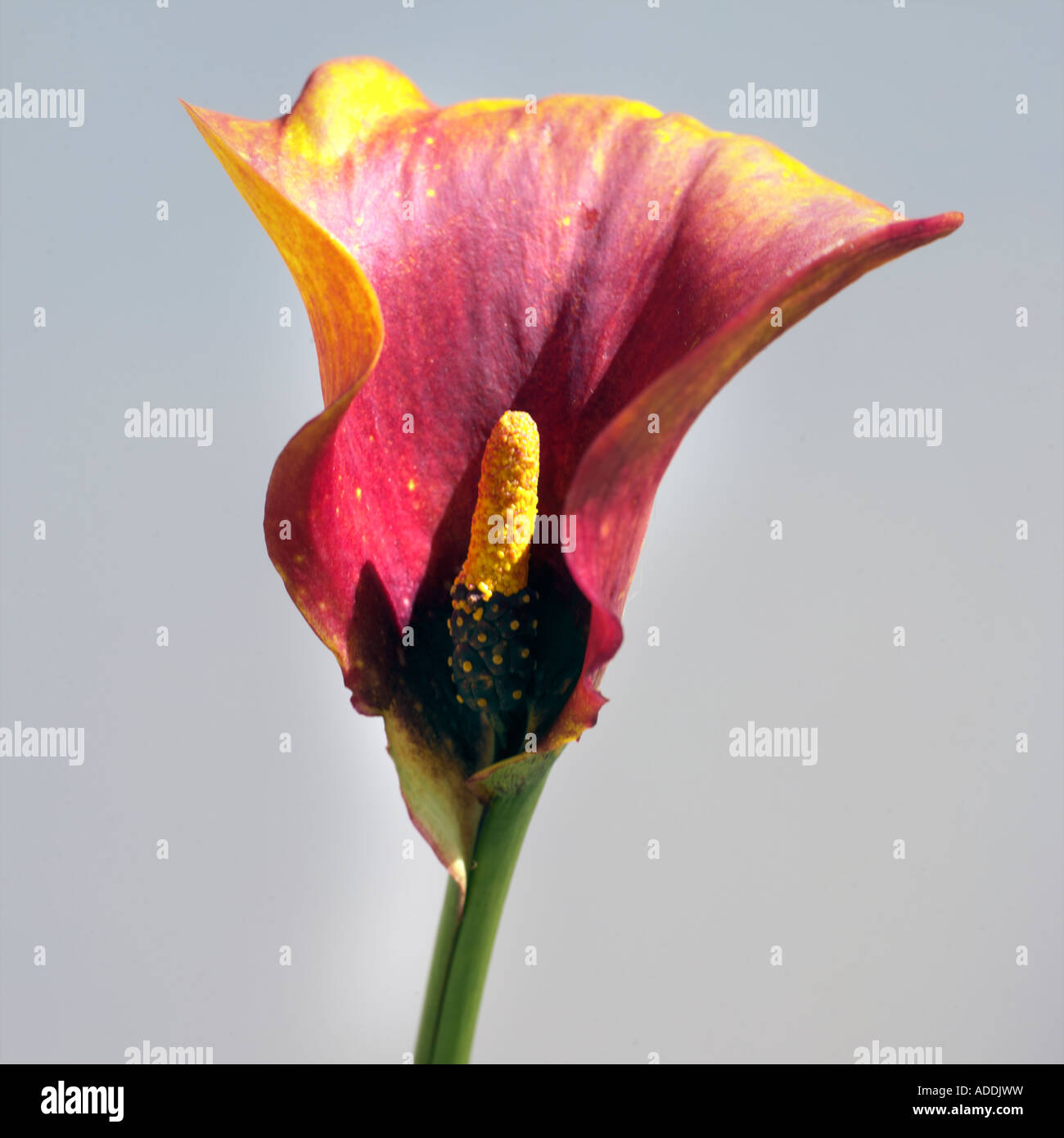 Calla Lily Red Colour Araceae Zantedeschia Aethiopica Stock Photo - Alamy