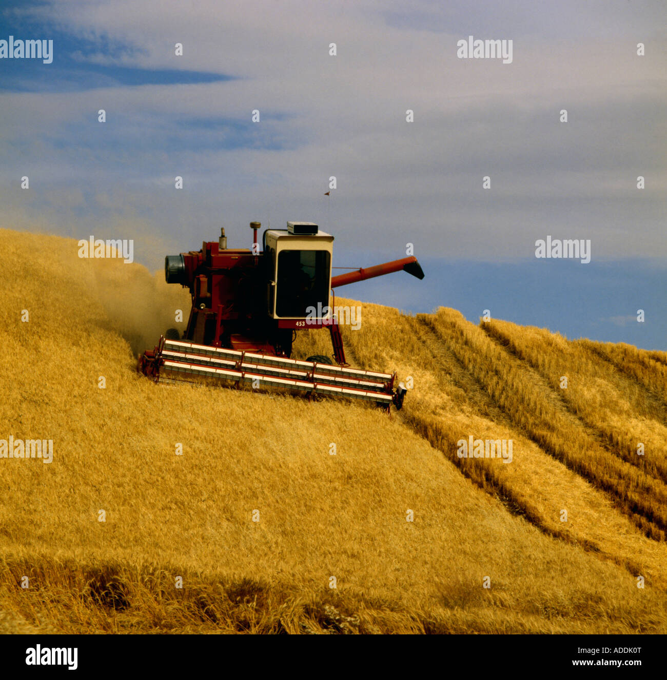 Harvester threshing grain for storage Stock Photo - Alamy