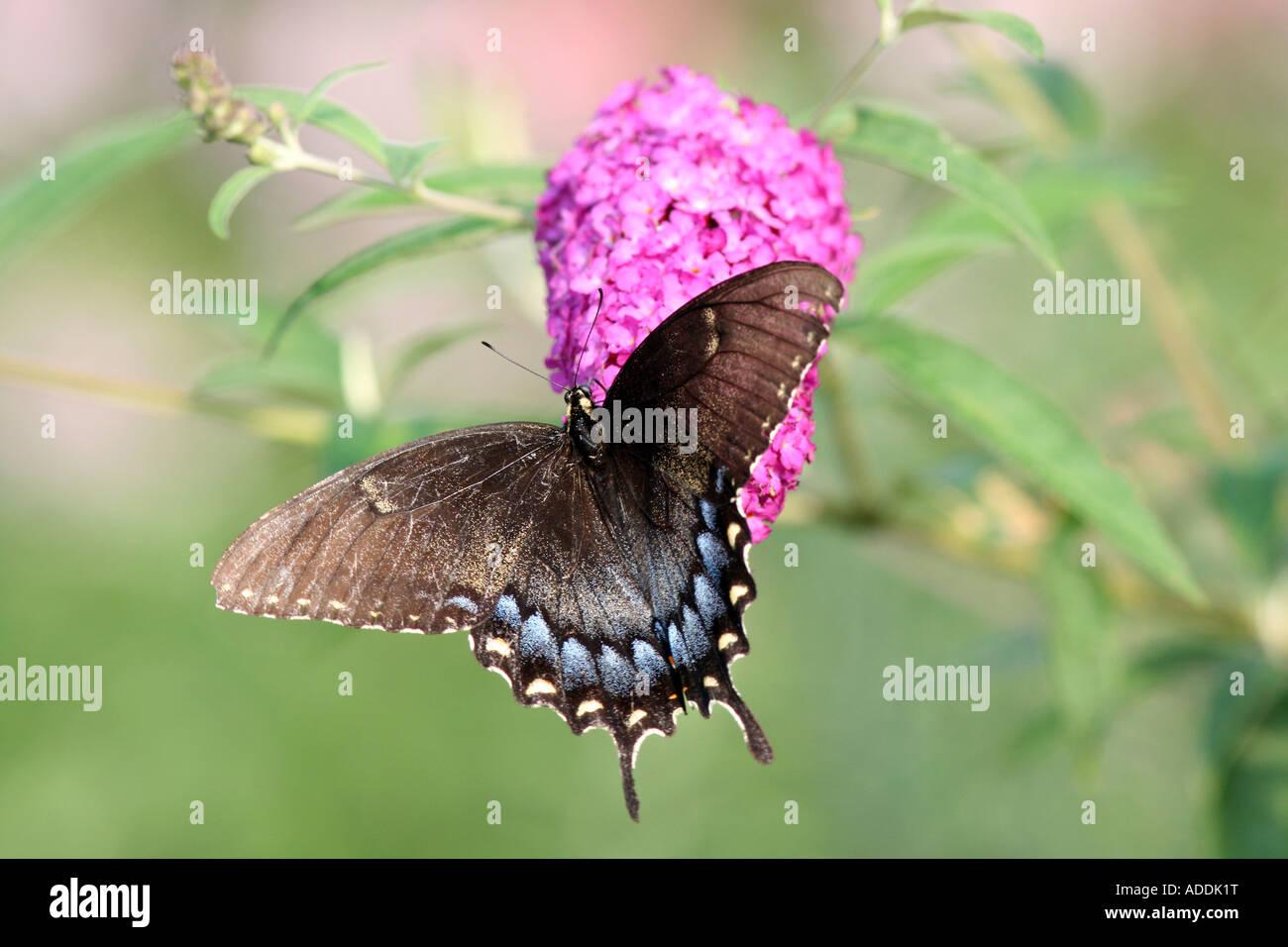 BLACK SWALLOWTAIL HANGING FROM PINK CLUSTER Stock Photo - Alamy