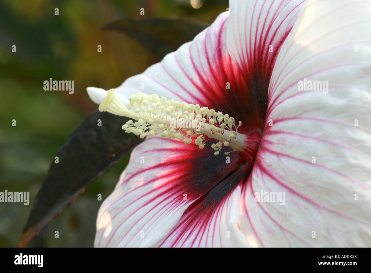 White deep purple large hibiscus hi-res stock photography and images ...