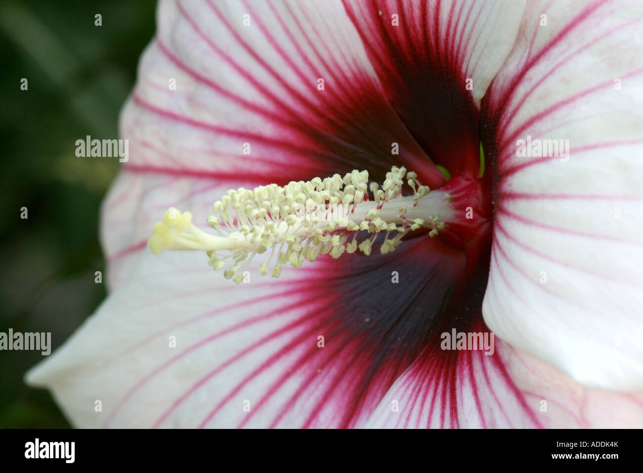 A white and deep purple large Hibiscus. Shot in extreme closeup Stock ...