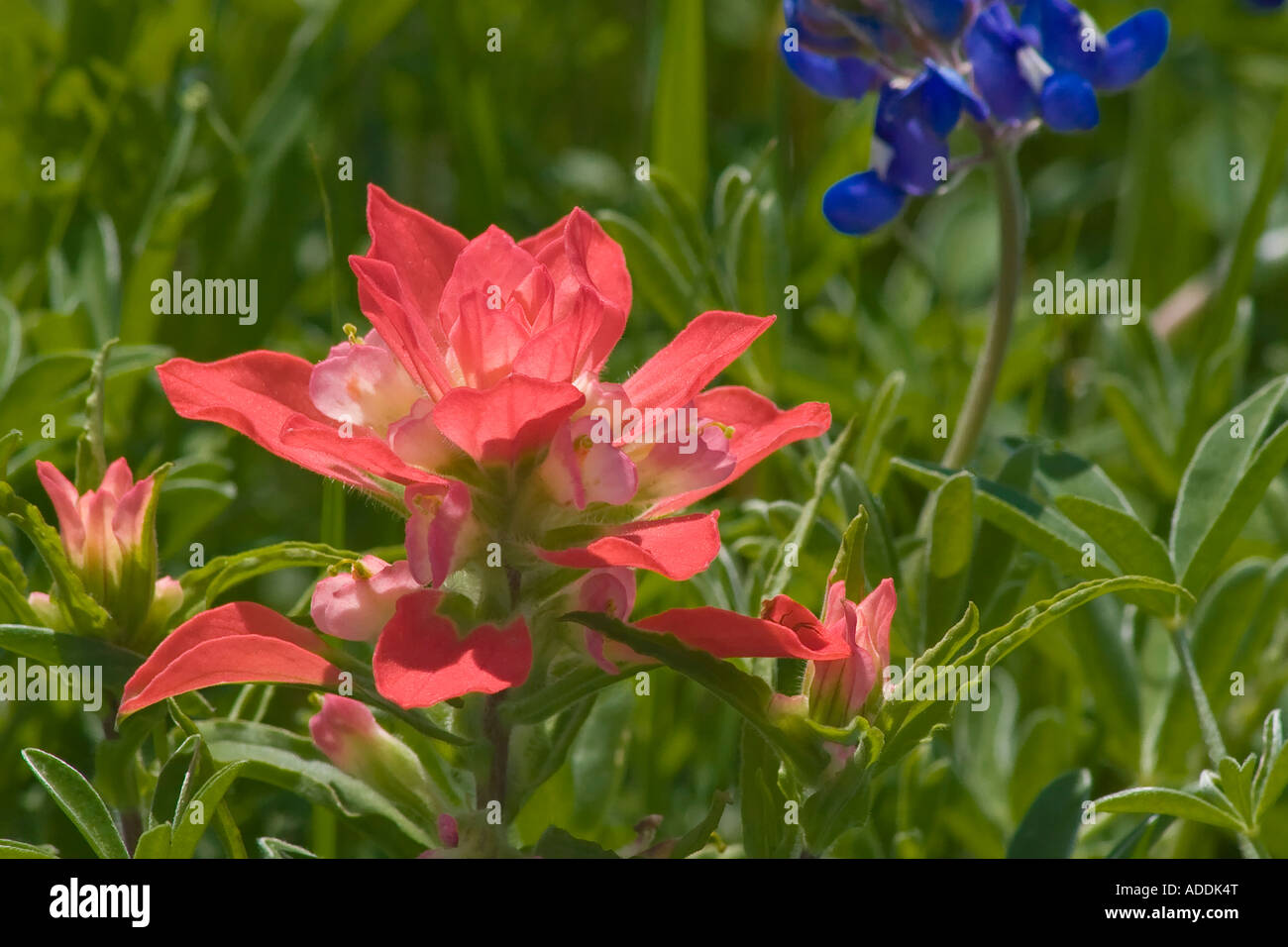 red indian paintbrush, Bluebonnets wildflowers field Stock Photo - Alamy