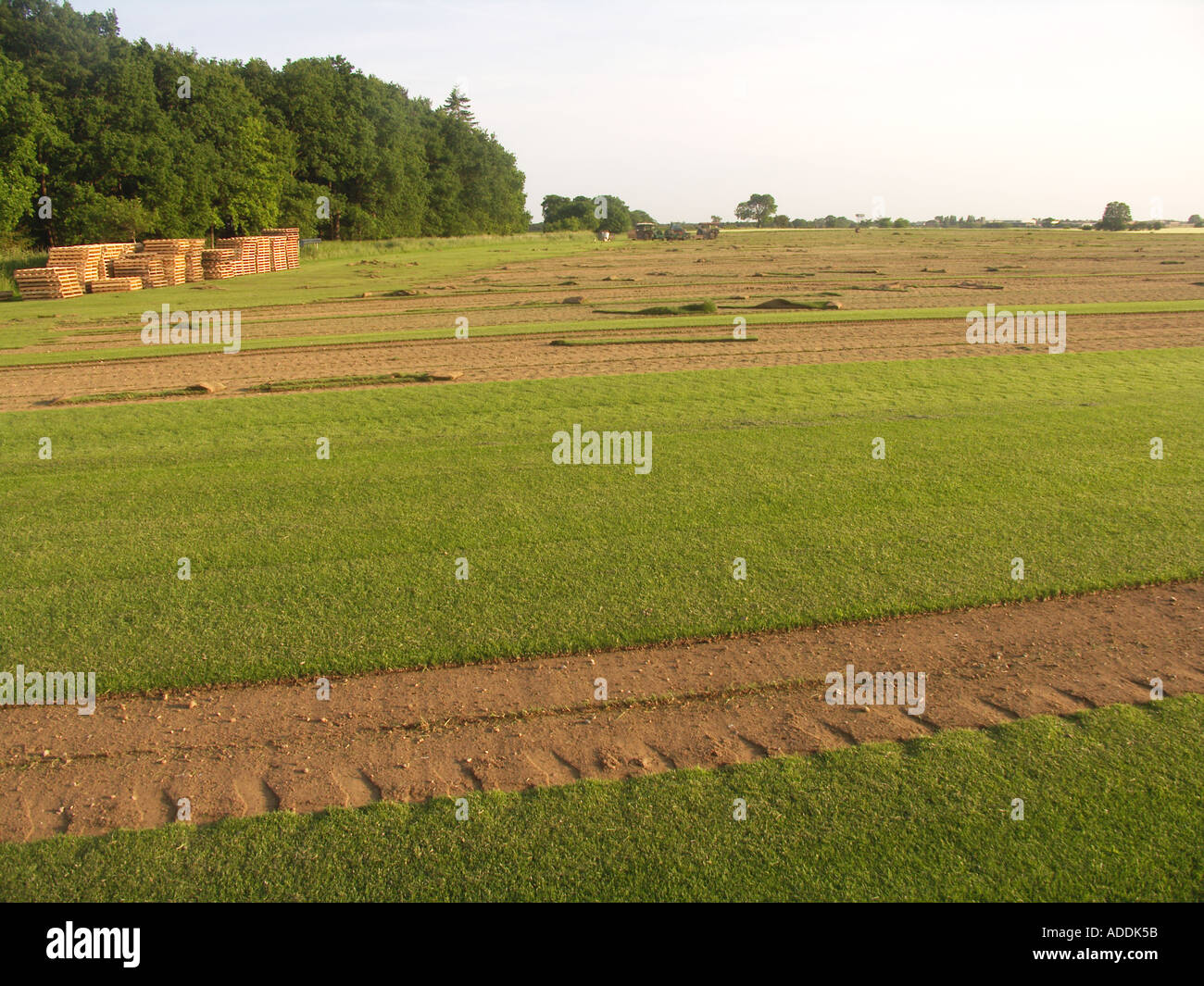 Turf grown as a crop Suffolk Sandlings England Stock Photo - Alamy
