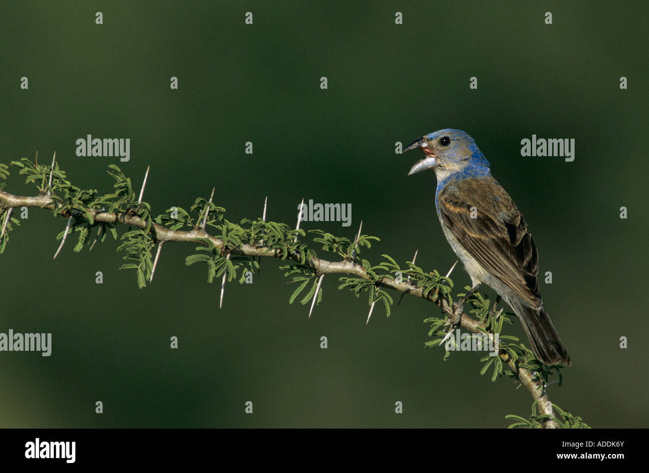 Blue Grosbeak Guiraca caerulea immature male on huisache Starr County ...