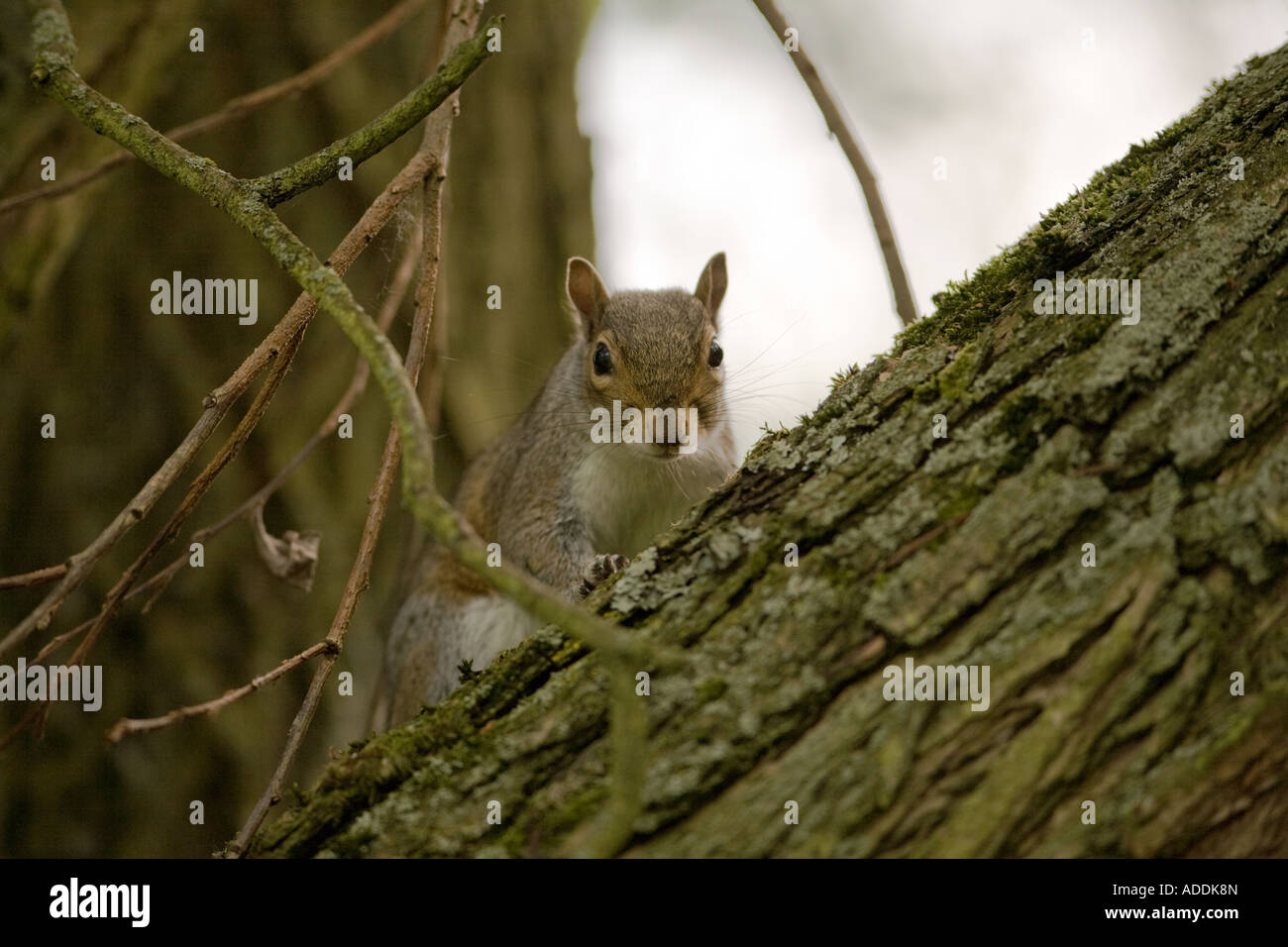 Squirrel in a tree Stock Photo - Alamy