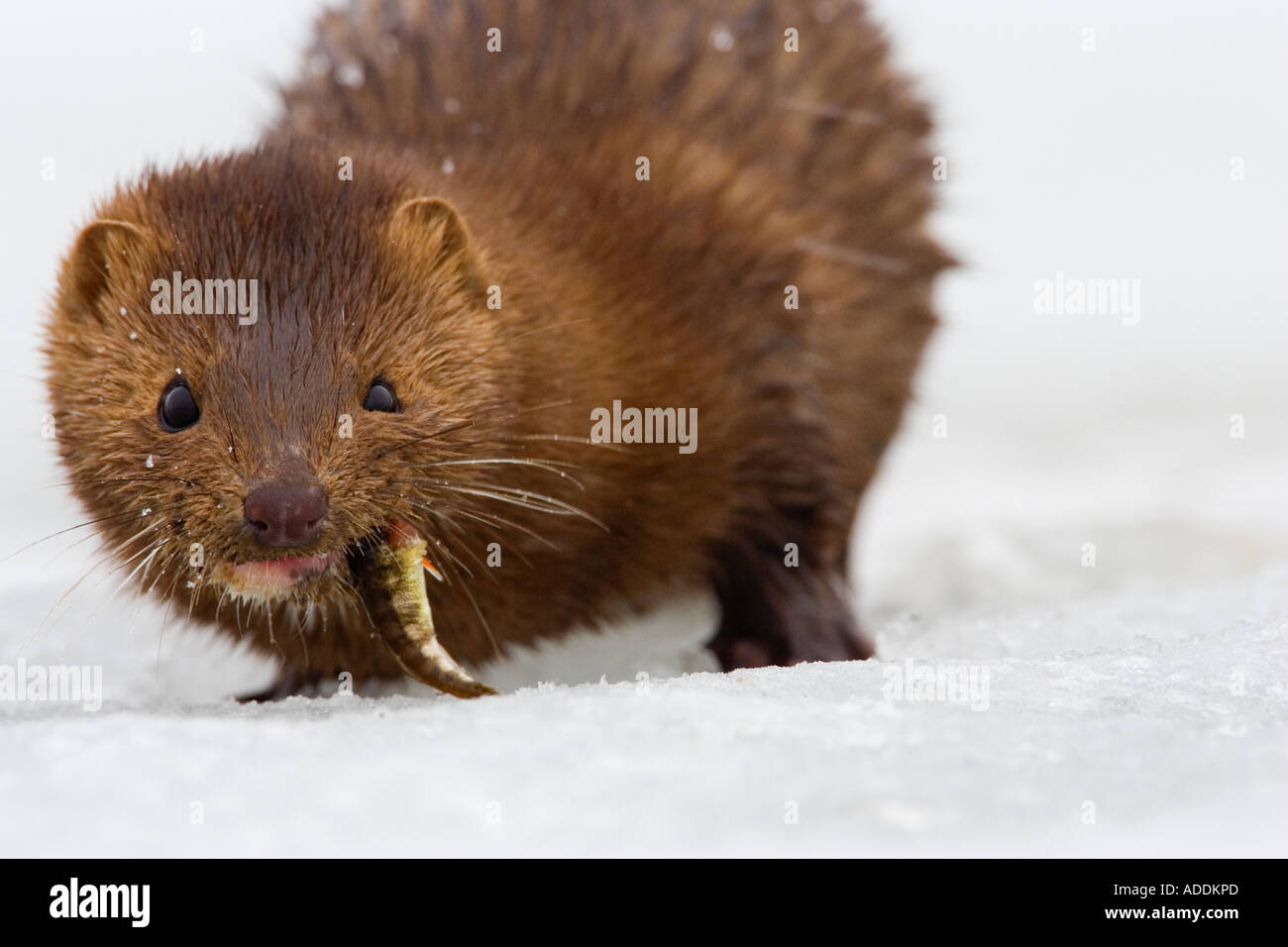 Wild mink in Iceland eating trout Stock Photo - Alamy