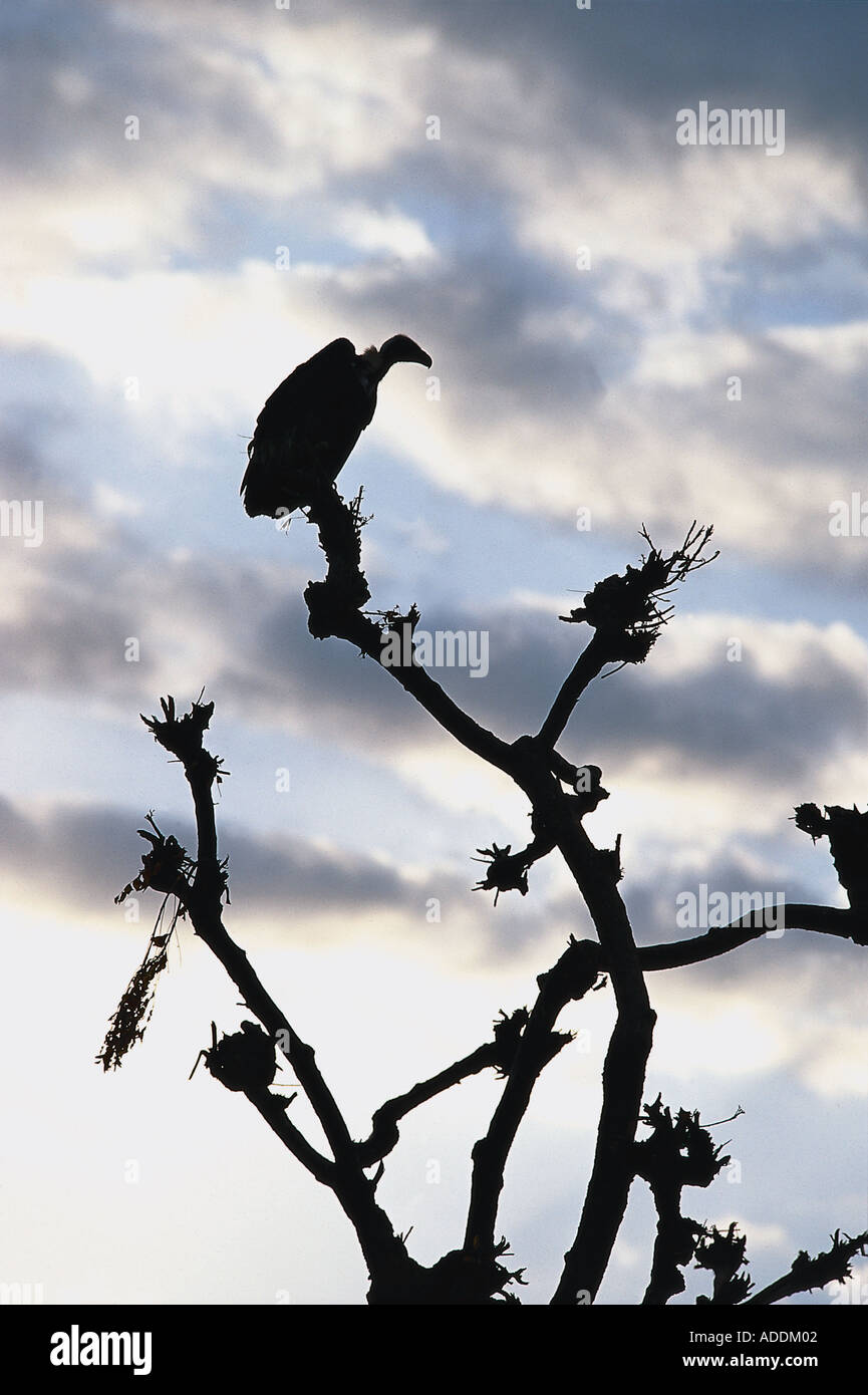 Geier silhouette hi-res stock photography and images - Alamy