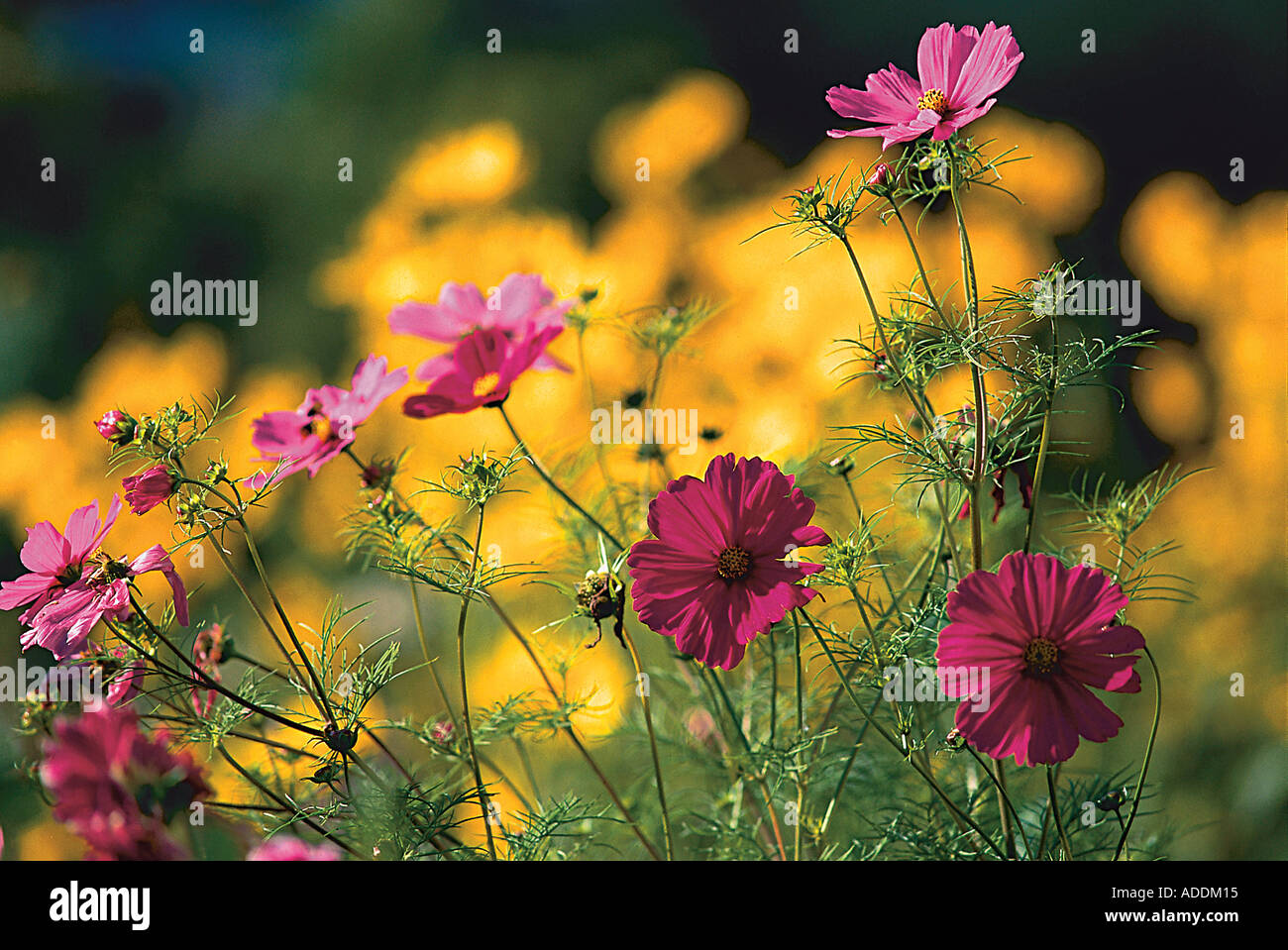 Kosmeen High Resolution Stock Photography and Images - Alamy