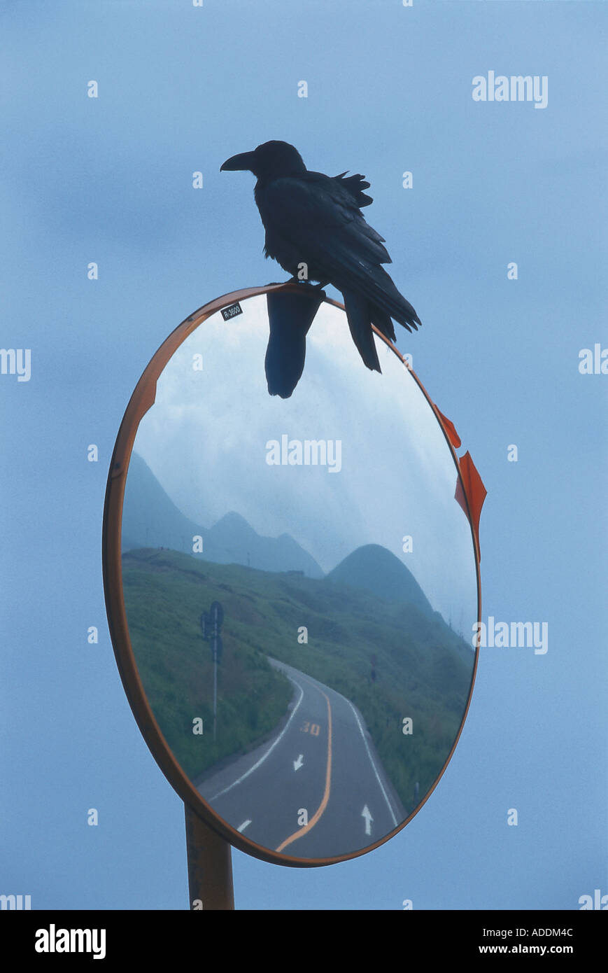 Raven sitting on a mirror at a street Stock Photo - Alamy