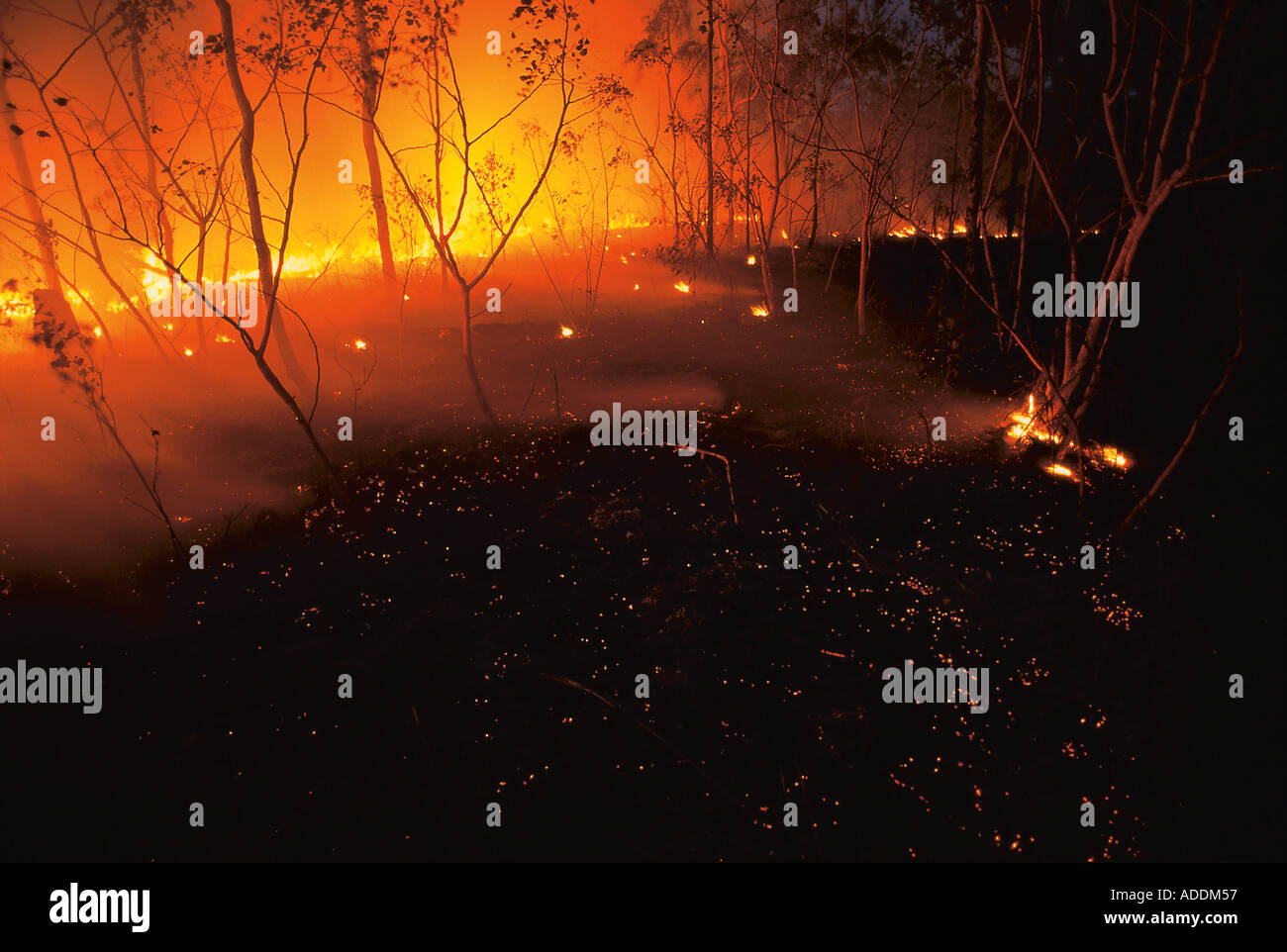 Forest fire at night Stock Photo - Alamy