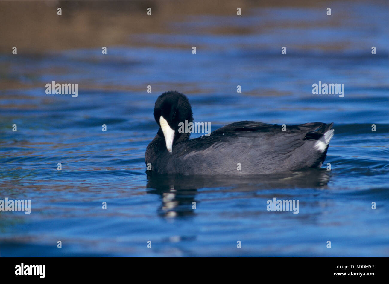 Alai hi-res stock photography and images - Alamy