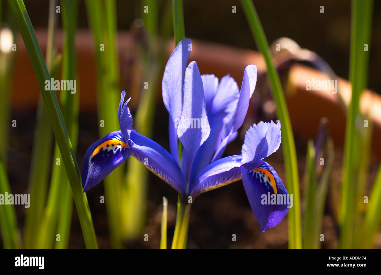 Dwarf Iris High Resolution Stock Photography and Images - Alamy