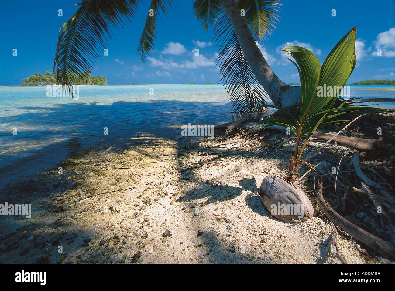 Einsame Insel, Atoll Rangiroa, Tuamotu Archipel Pazifik, Franzoesisch ...
