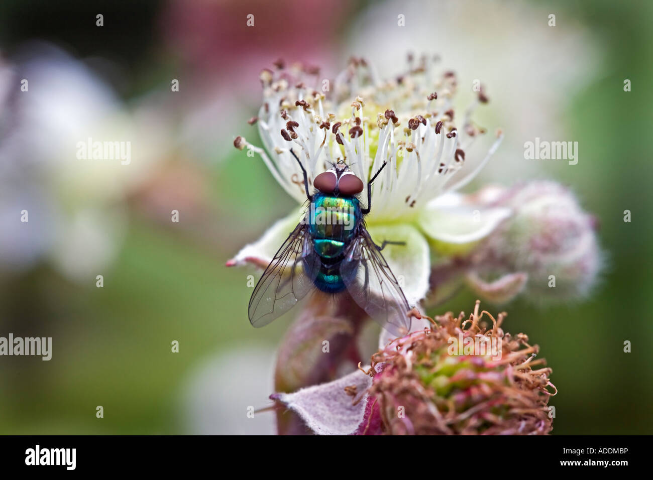 Lucilia sericata, green bottle fly, on a blackberry flower Stock Photo ...