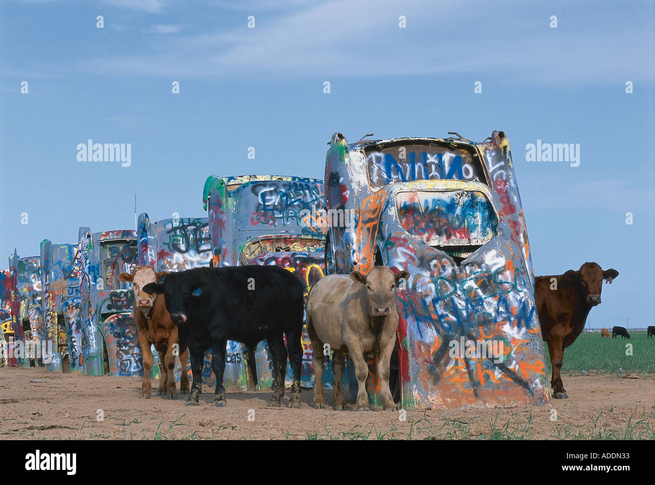 Cow on ranch texas hi-res stock photography and images - Alamy