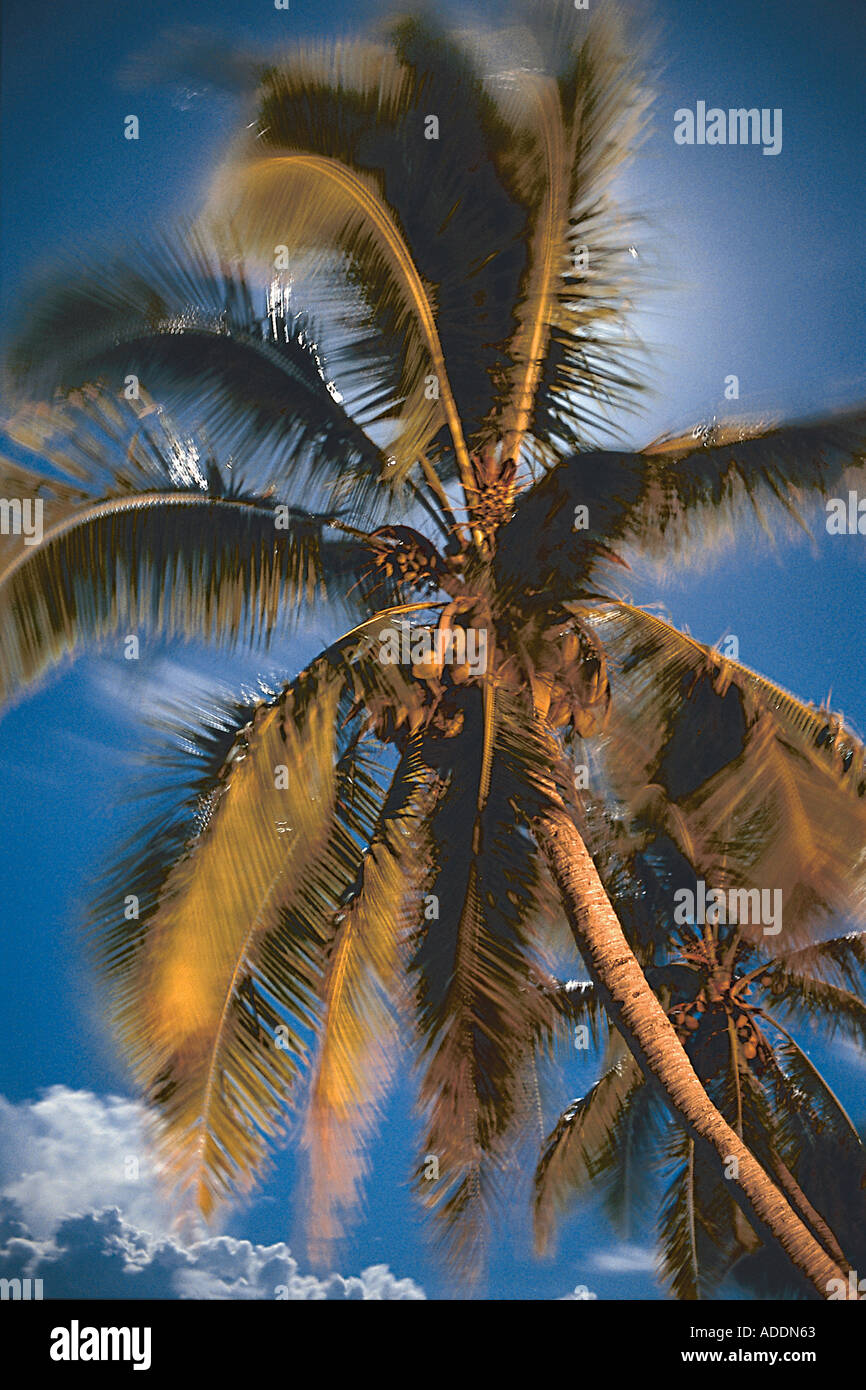 Palm tree, Fiji Islands, Pacific Stock Photo - Alamy