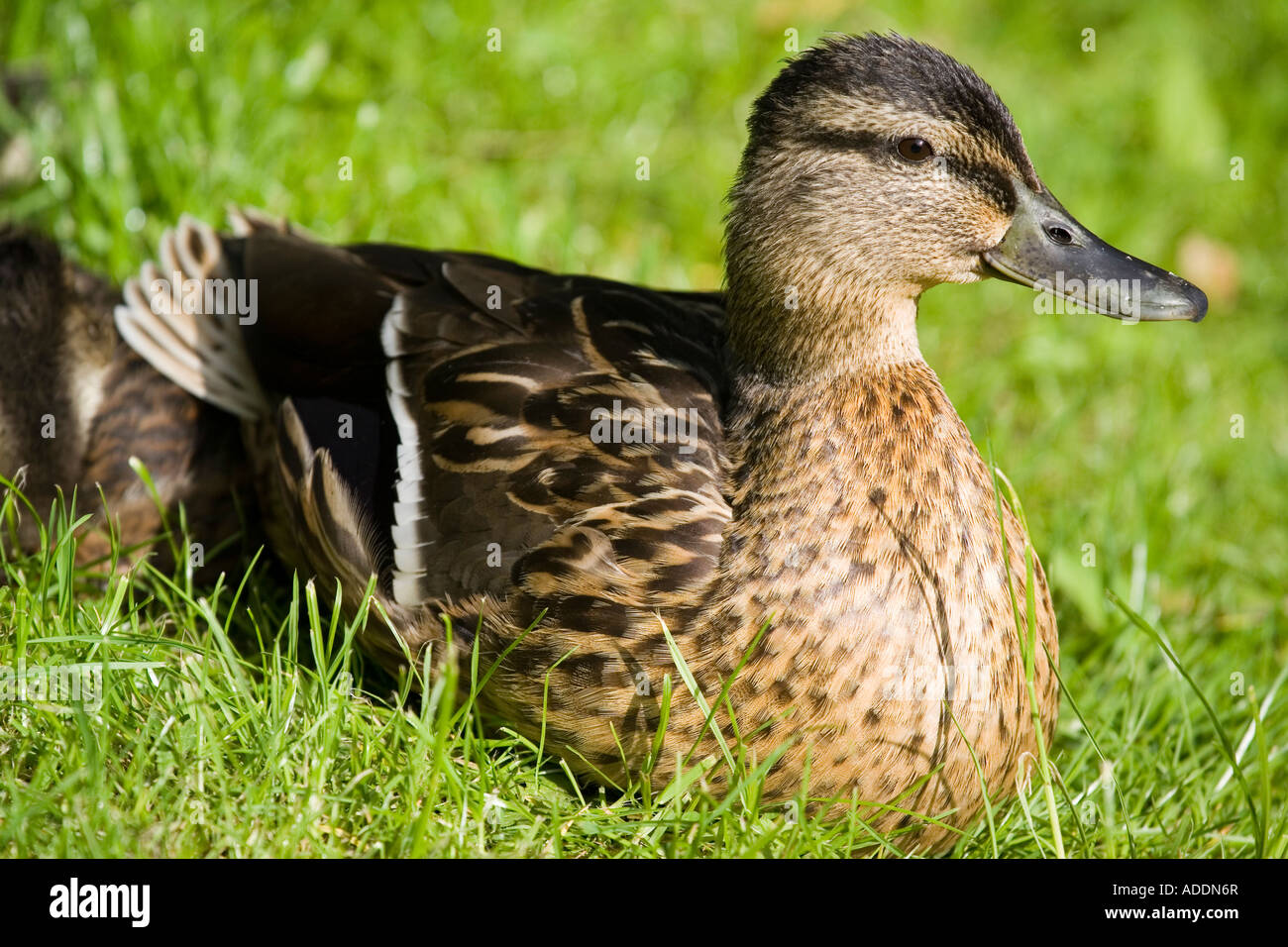 Resting duck by Oxford Canal Stock Photo - Alamy