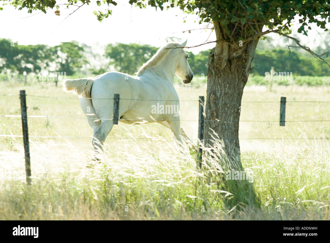 Horse running in pasture Stock Photo - Alamy