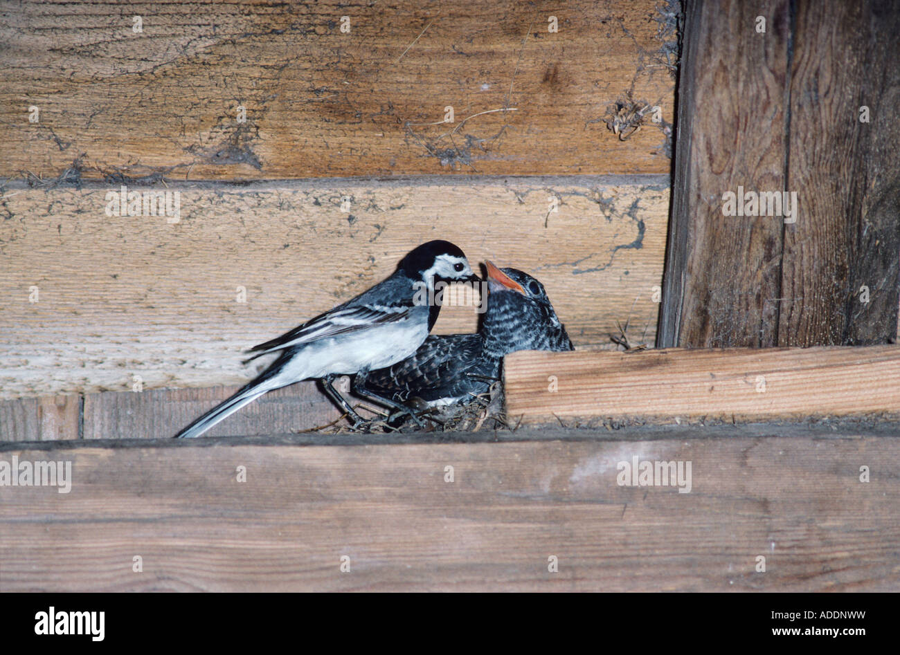 Cuckoo brood parasitism hi-res stock photography and images - Alamy