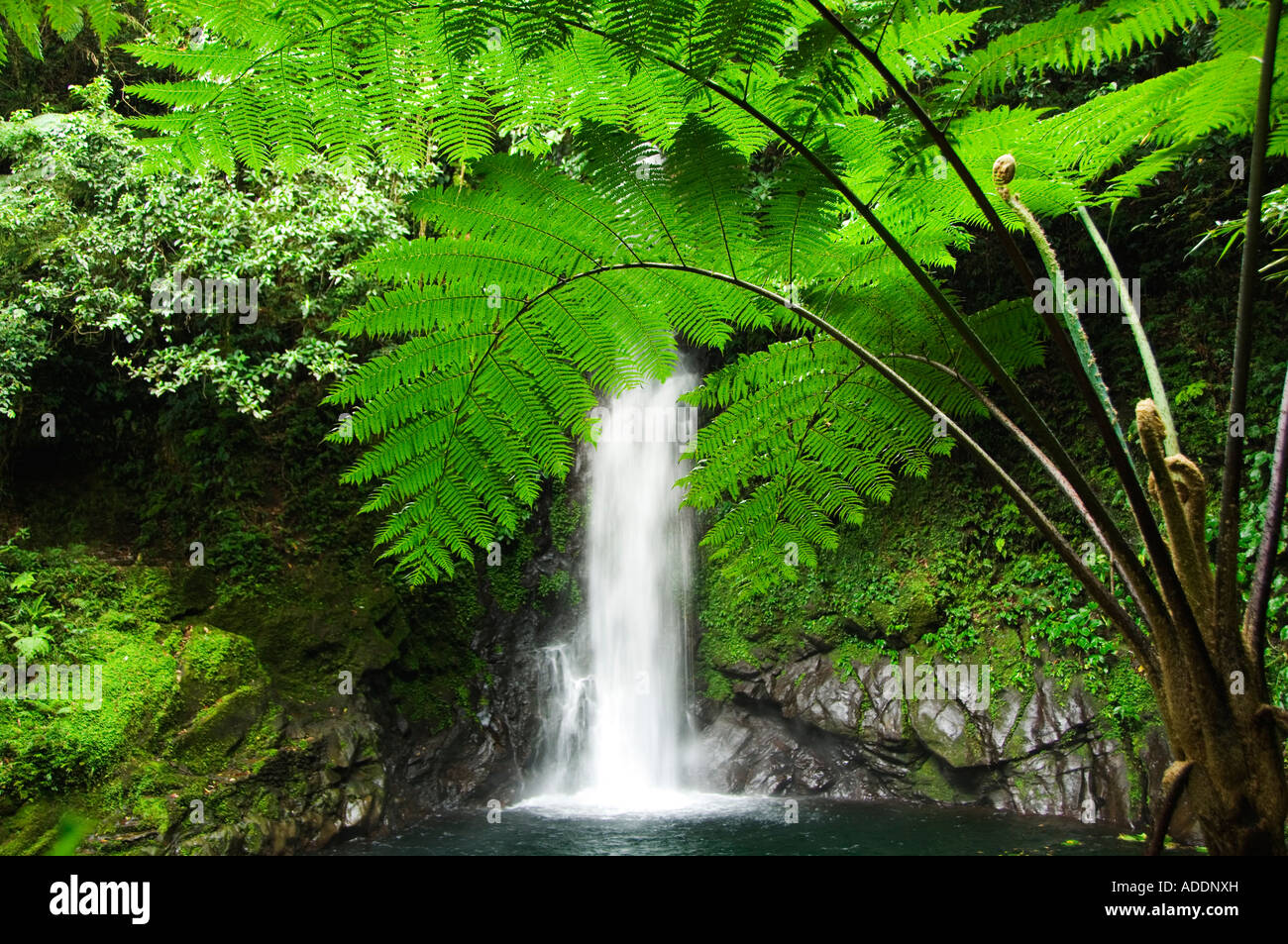 South East Luzon Bicol Mt Isarog National Park Malabsay Waterfall Stock ...
