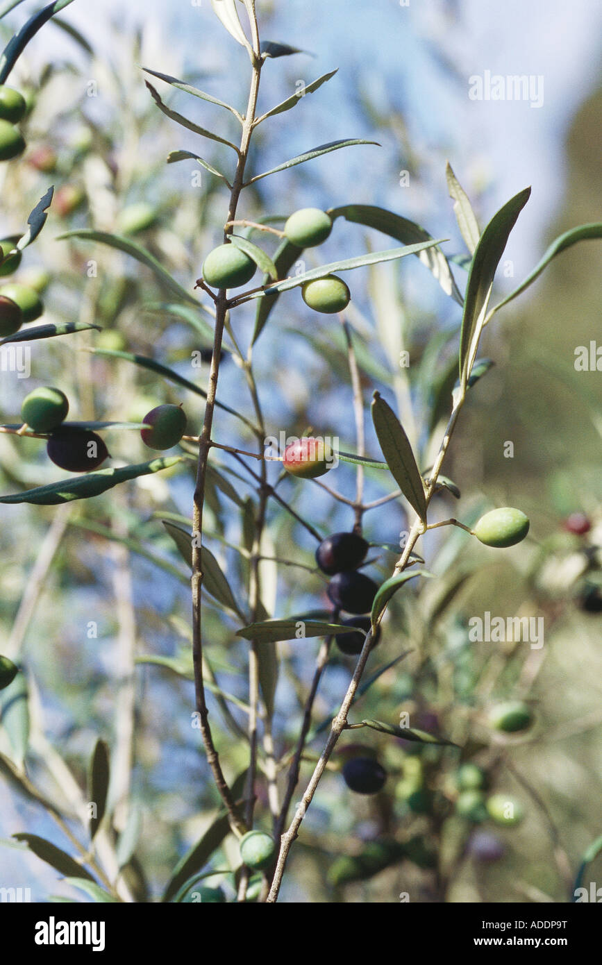 Olive tree in fruit, close-up Stock Photo - Alamy