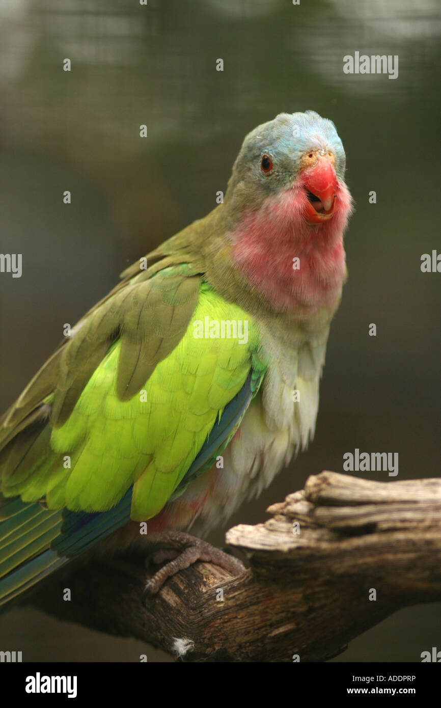 Princess parrot hi-res stock photography and images - Alamy