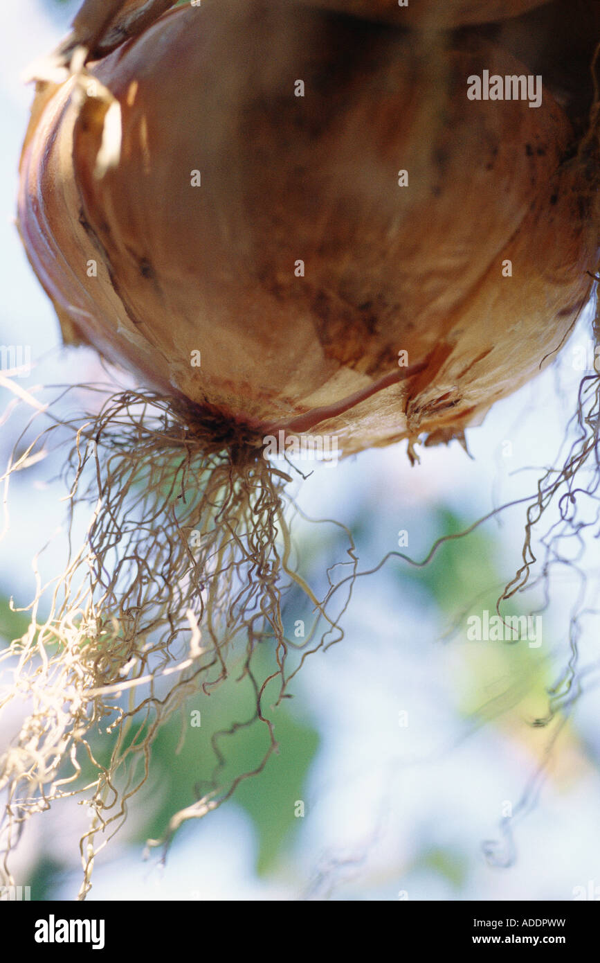 Onion, bulb and roots, close-up Stock Photo - Alamy