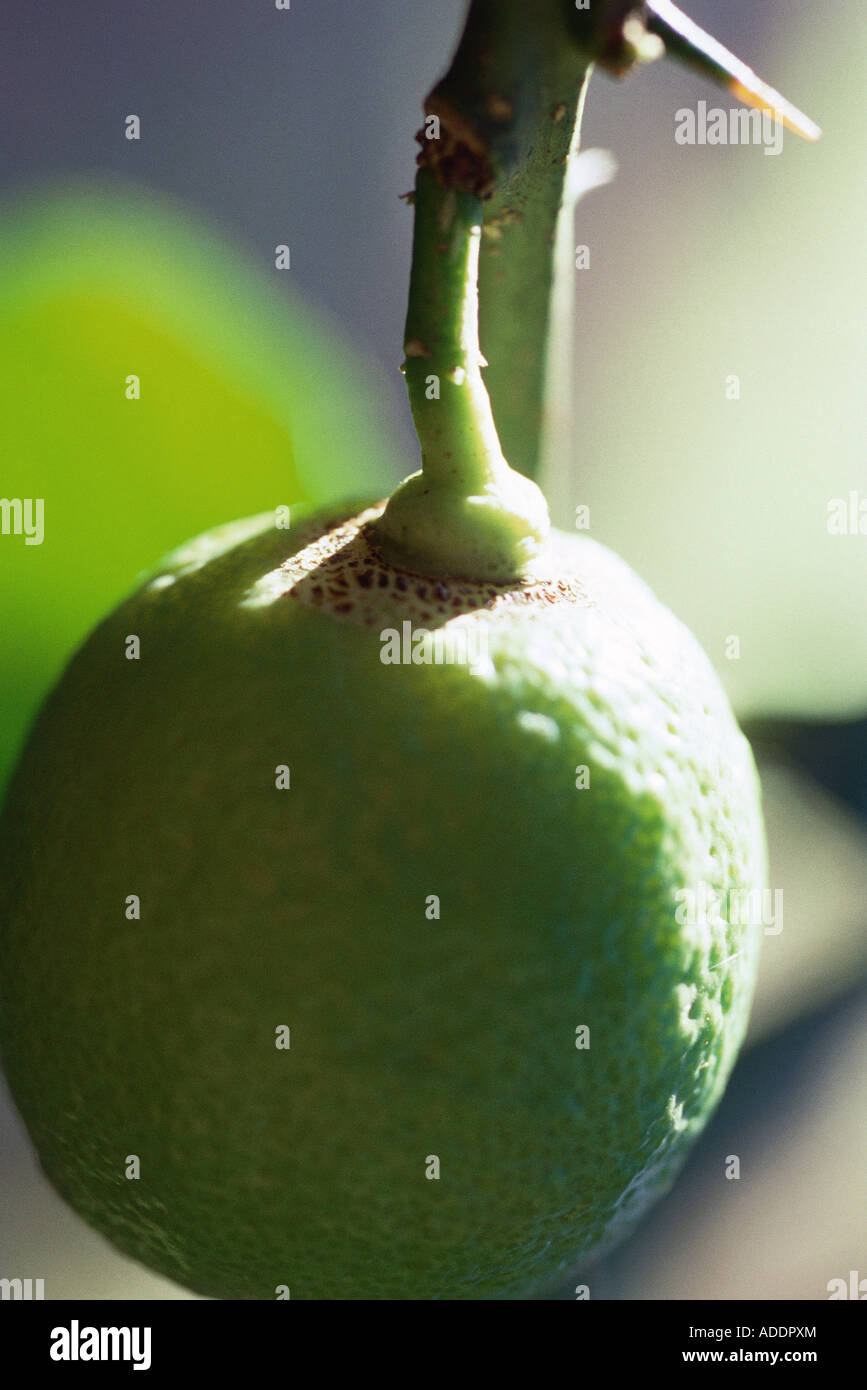 Lime growing on tree, extreme close-up Stock Photo - Alamy