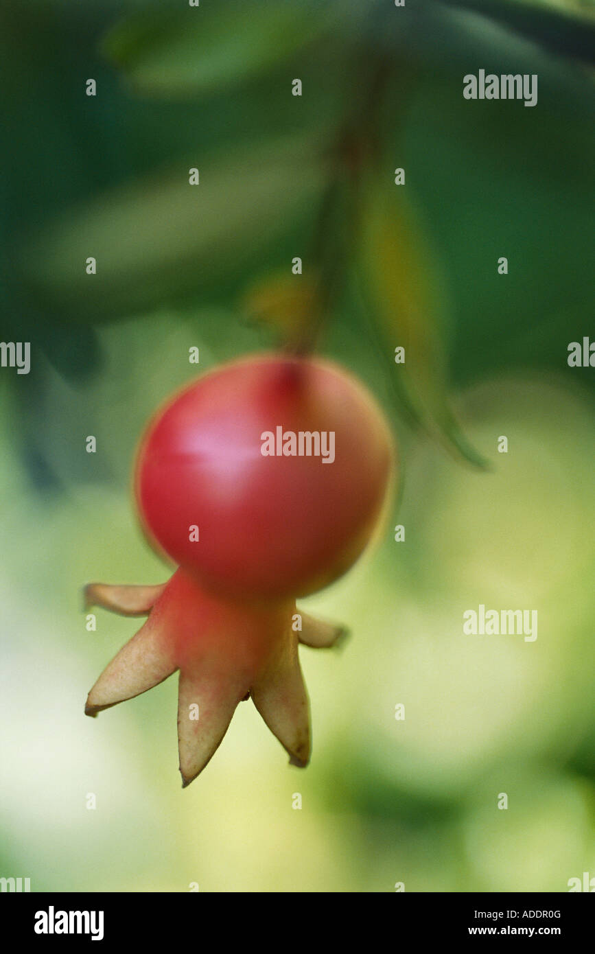 Pomegranate on tree Stock Photo - Alamy