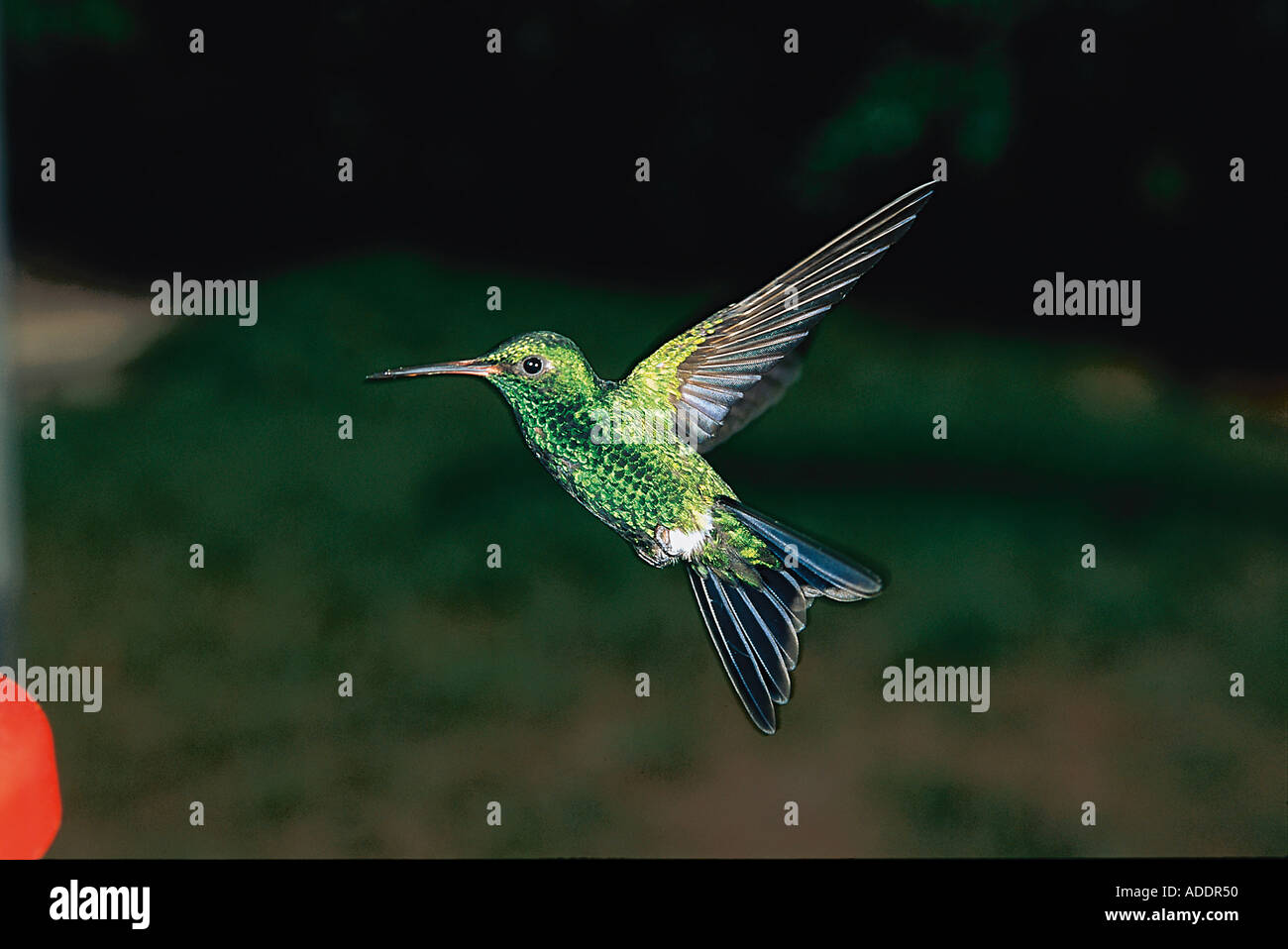 Honeysucker bird hi-res stock photography and images - Alamy