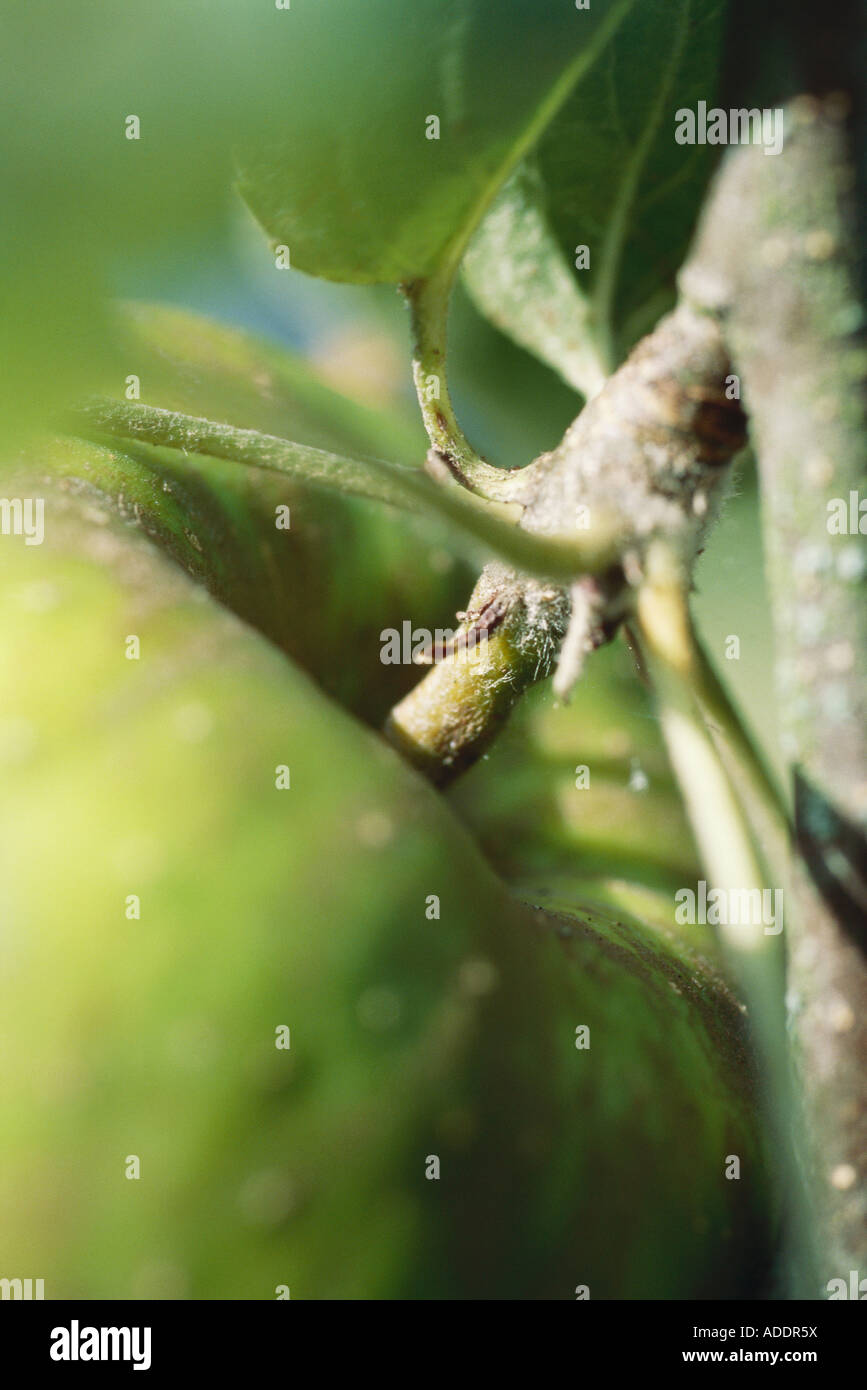 Apple on tree, extreme close-up Stock Photo - Alamy
