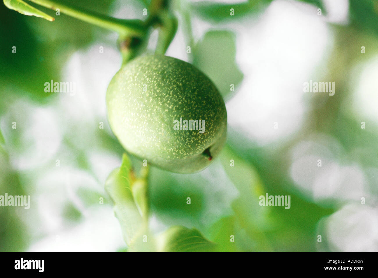 Olive tree view from below hi-res stock photography and images - Alamy