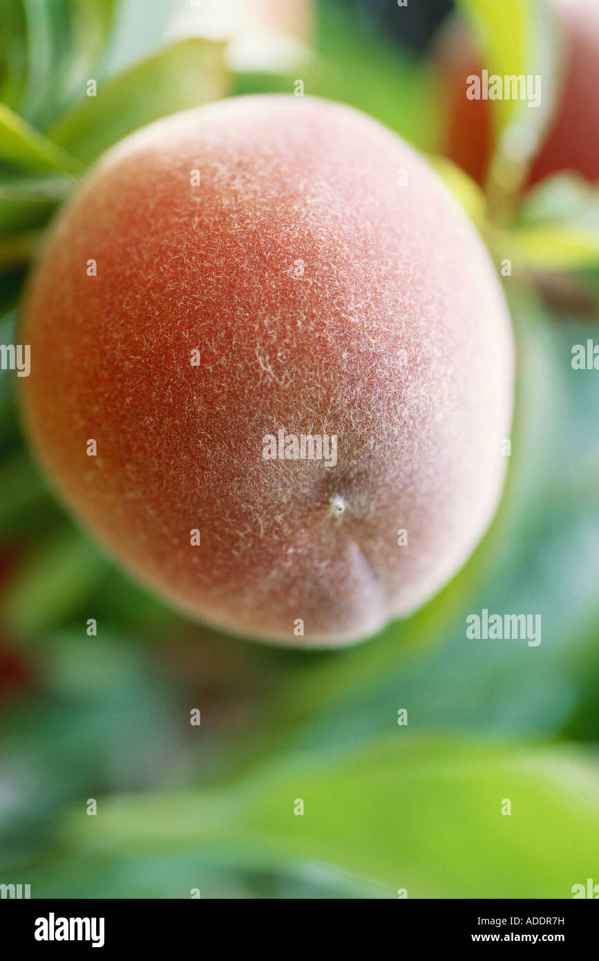 Peach without leaves hi-res stock photography and images - Alamy