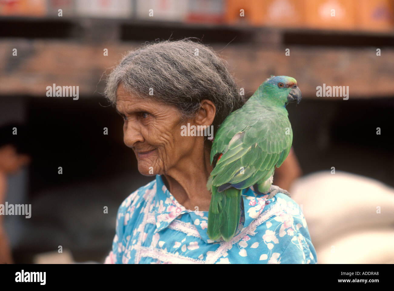 Senior older elderly woman with green pet parrot sitting on her ...