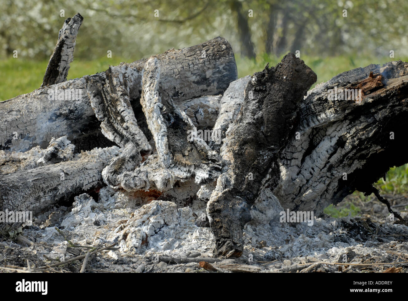 Ash from burnt and burning plum trees Stock Photo - Alamy