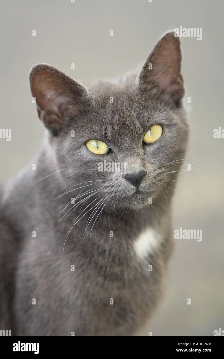 Ferrel hi-res stock photography and images - Alamy