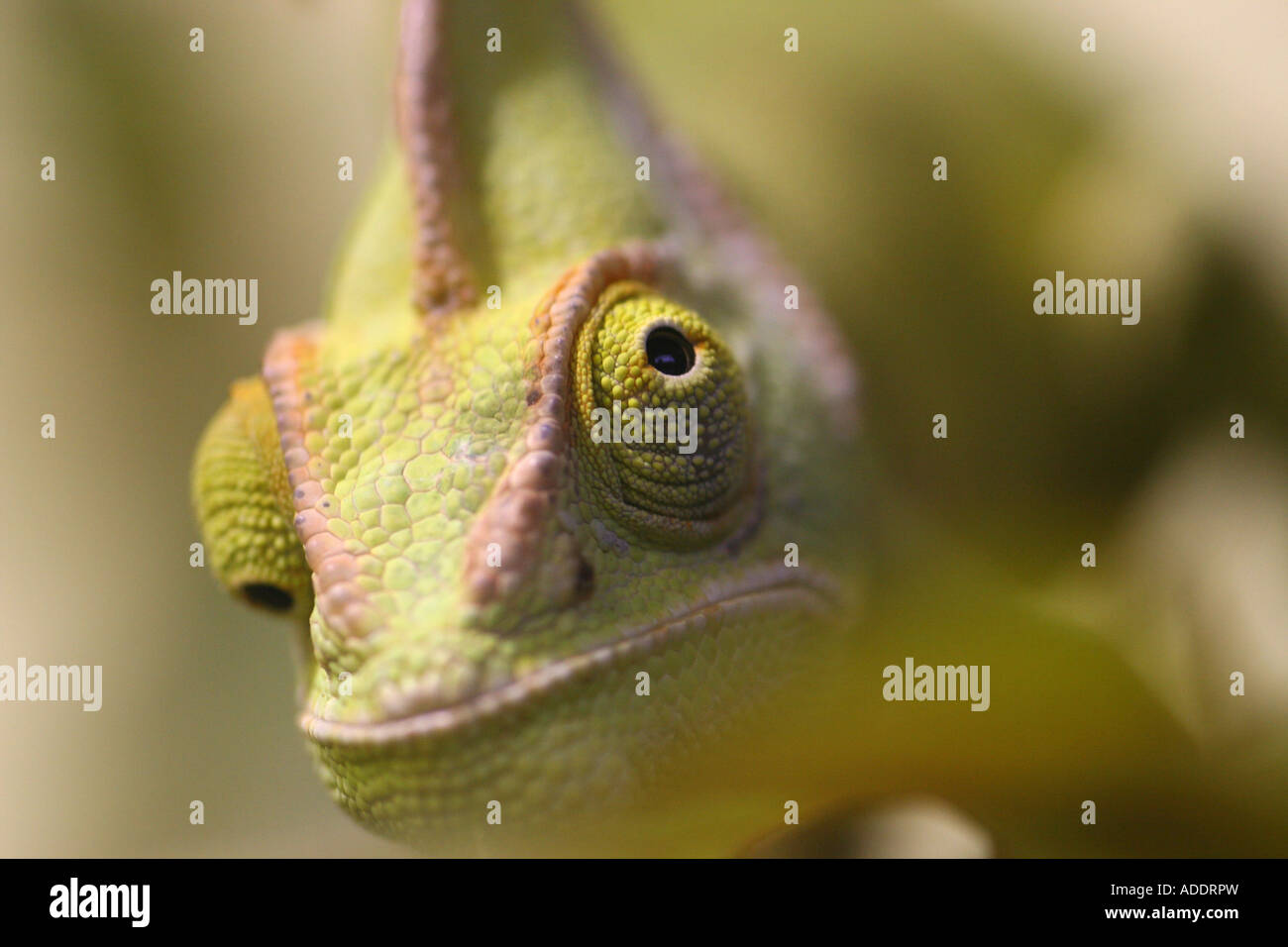 Veil chameleon hi-res stock photography and images - Alamy