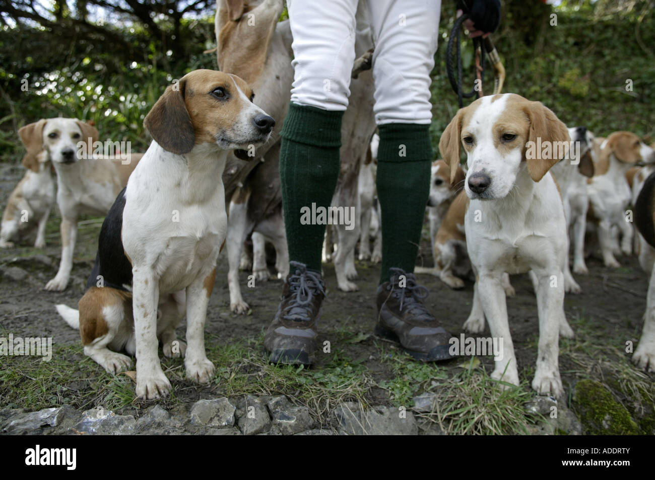A Pack of Hounds with a Huntsmen Stock Photo - Alamy
