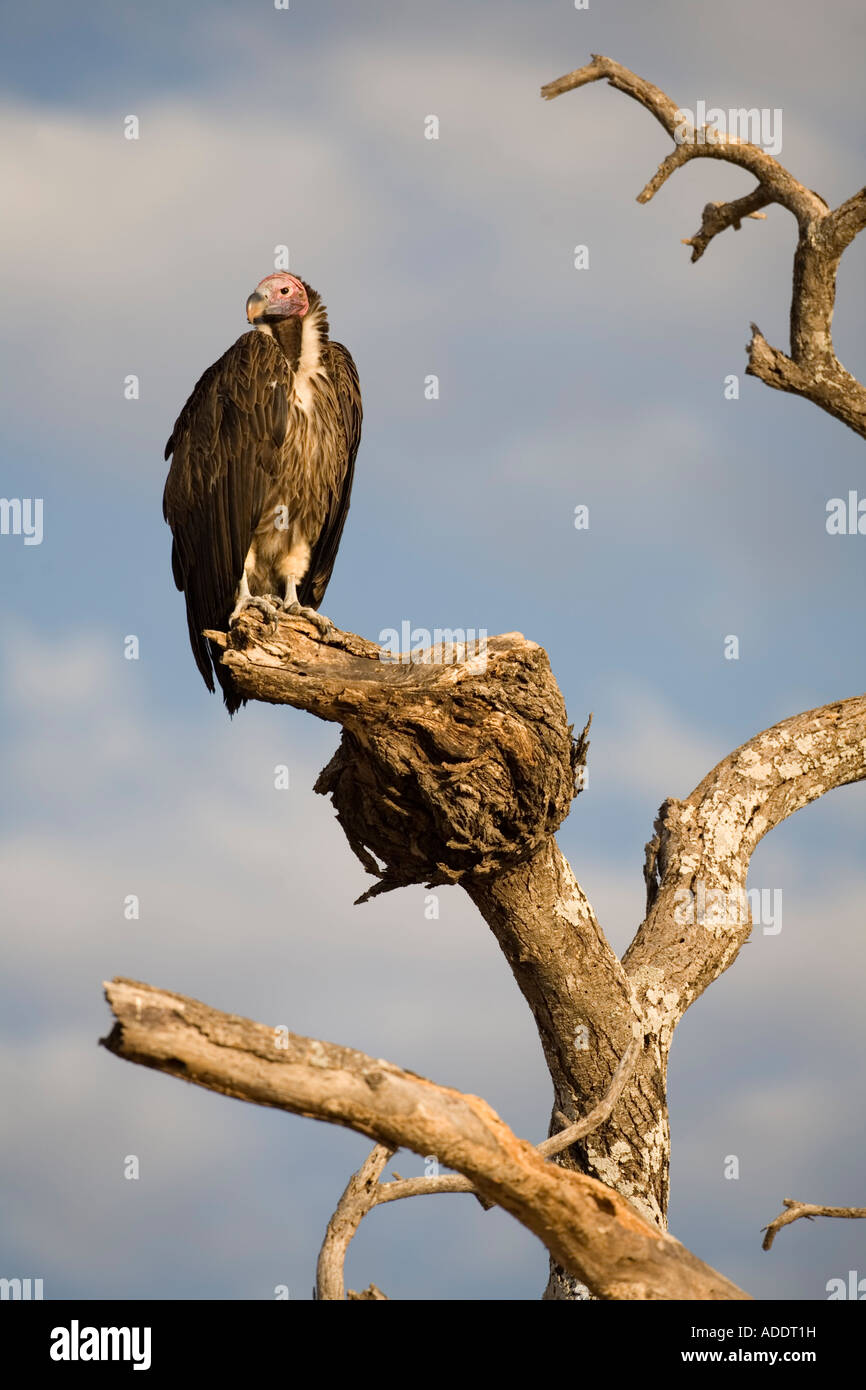 White backed vulture roosting in tree hi-res stock photography and ...